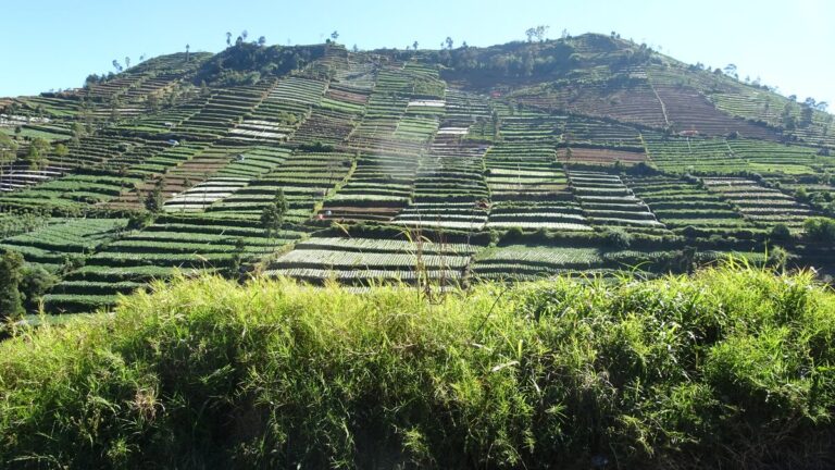 Dieng Plateau: Top Attractions and Travel Tips | Backindo