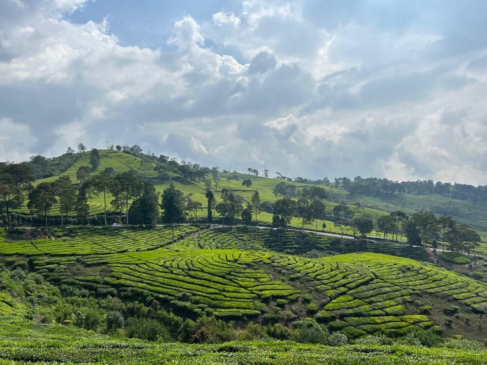 Best Tea Plantations Around Bandung, West Java | Backindo