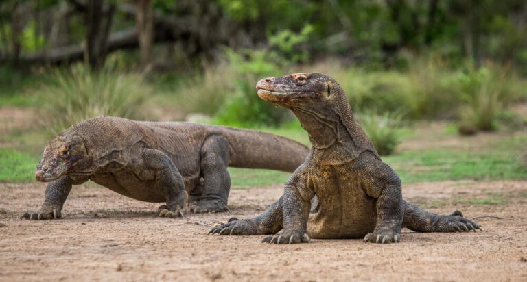 Komodo National Park: What to See, Do & How to Get There | Backindo