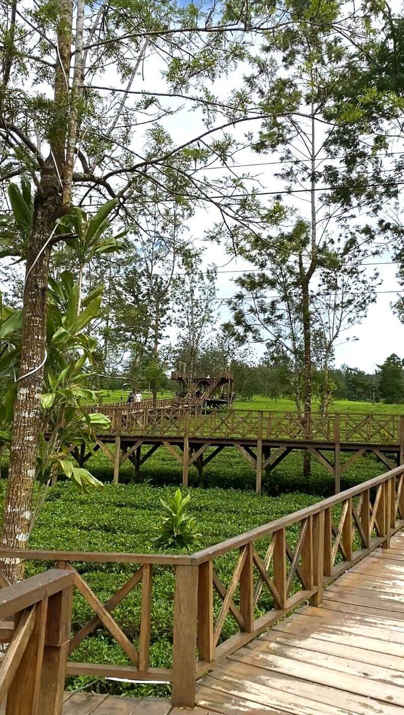 Discover Tambi Tea Plantation in Central Java | Backindo