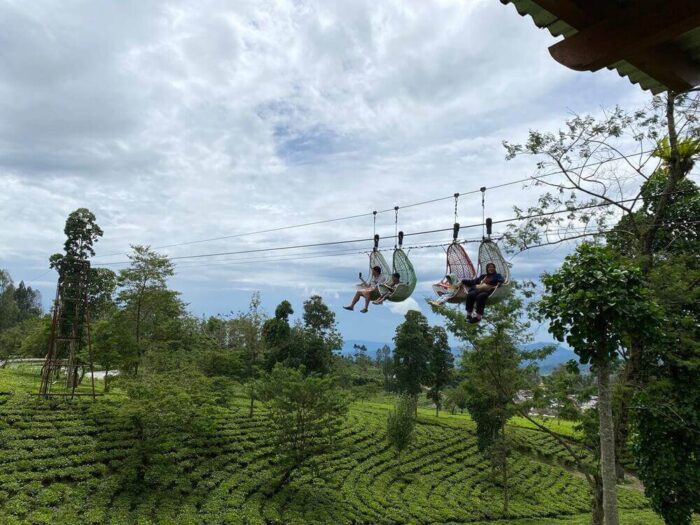 9 Best Tea Plantations in Java | Backindo